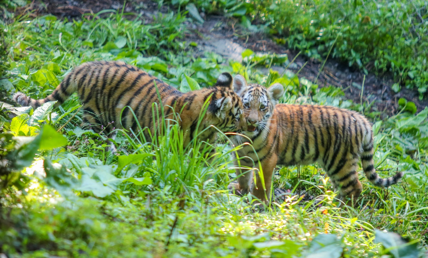 County Executive McMahon Announces Amur Tiger Cubs On Exhibit at ...